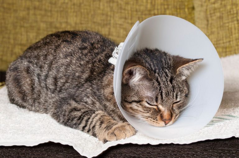 Cat Not Eating After Spay - 5 Reasons And Solutions