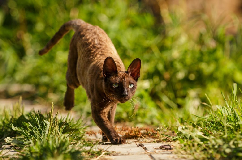 TOP 9 Cornish Rex Breeders