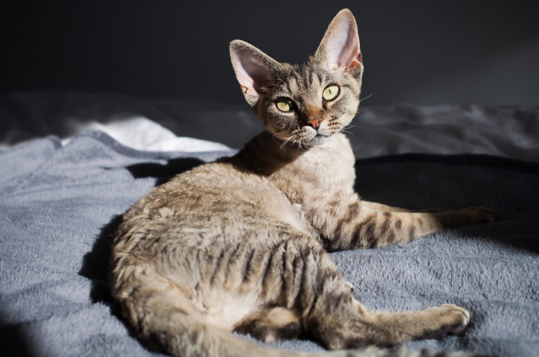 6 Devon Rex Breeders Worth Checking