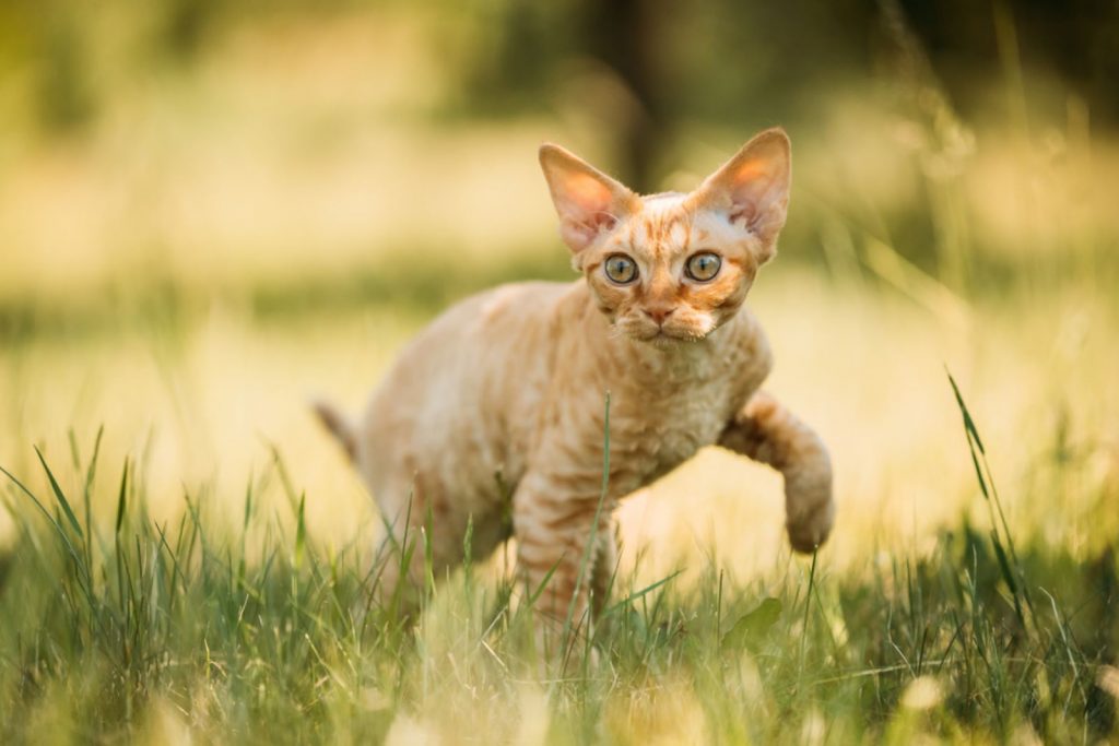 6 Devon Rex Breeders Worth Checking