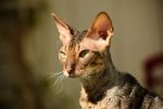 TOP 9 Cornish Rex Breeders