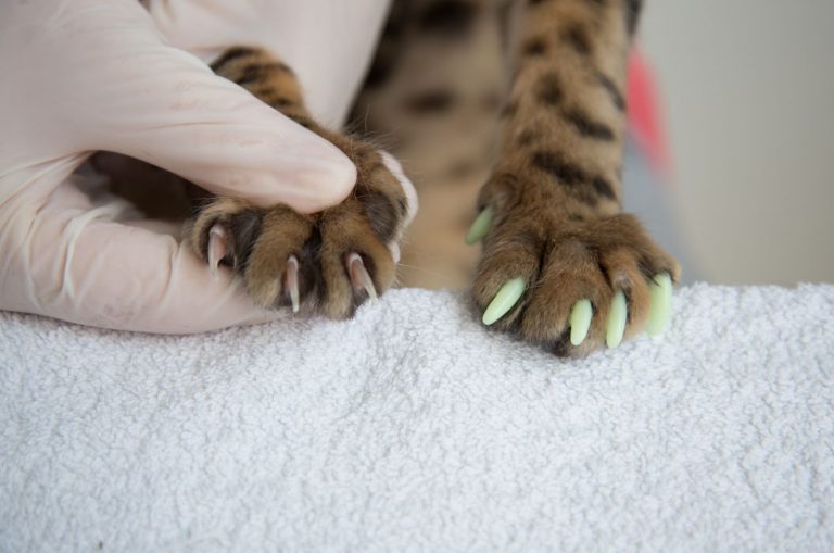 Cat Nail Caps Pros And Cons - The Easy Way