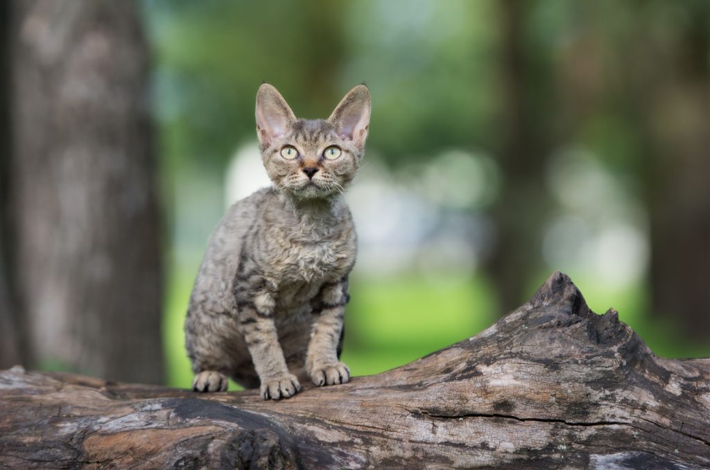 6 Devon Rex Breeders Worth Checking