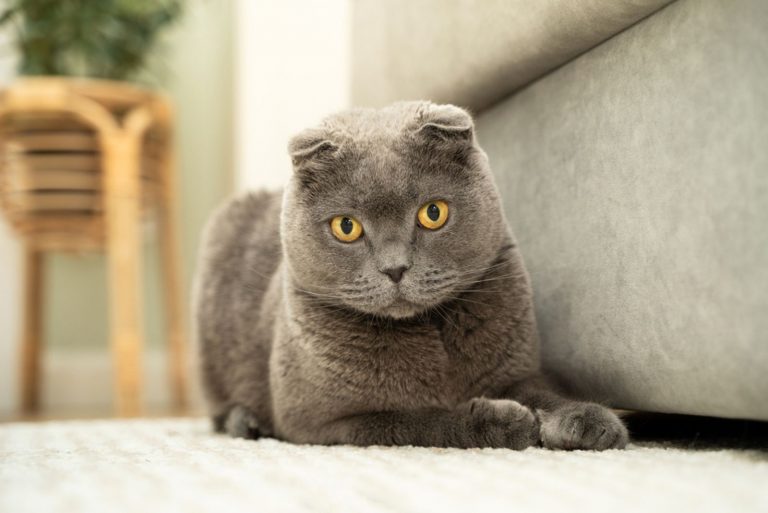 8 Scottish Fold Breeders - Choosing A Good Breeder