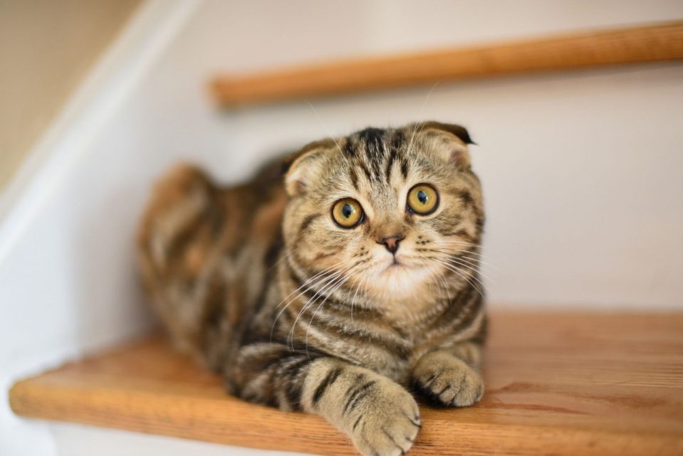 8 Scottish Fold Breeders - Choosing A Good Breeder
