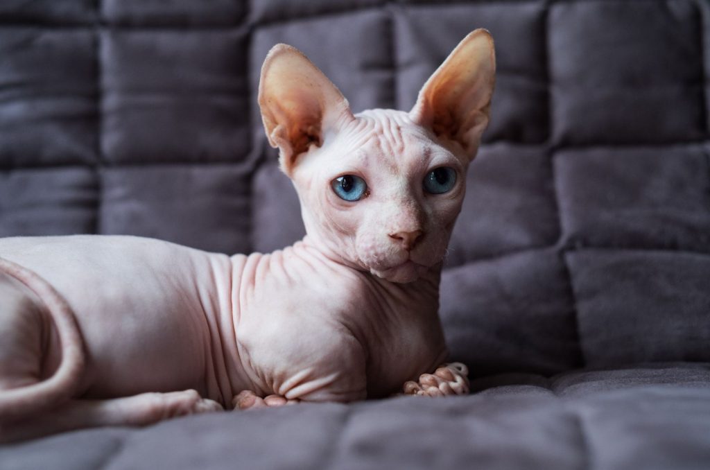 11 Hairless Cat Breeds - Meet Extraordinary Kitties