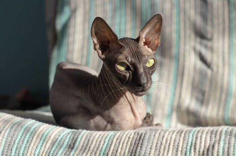11 Hairless Cat Breeds - Meet Extraordinary Kitties