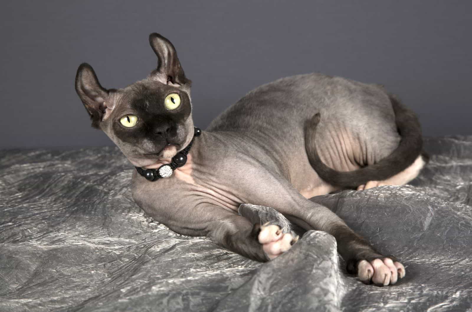 11 Hairless Cat Breeds Meet Extraordinary Kitties