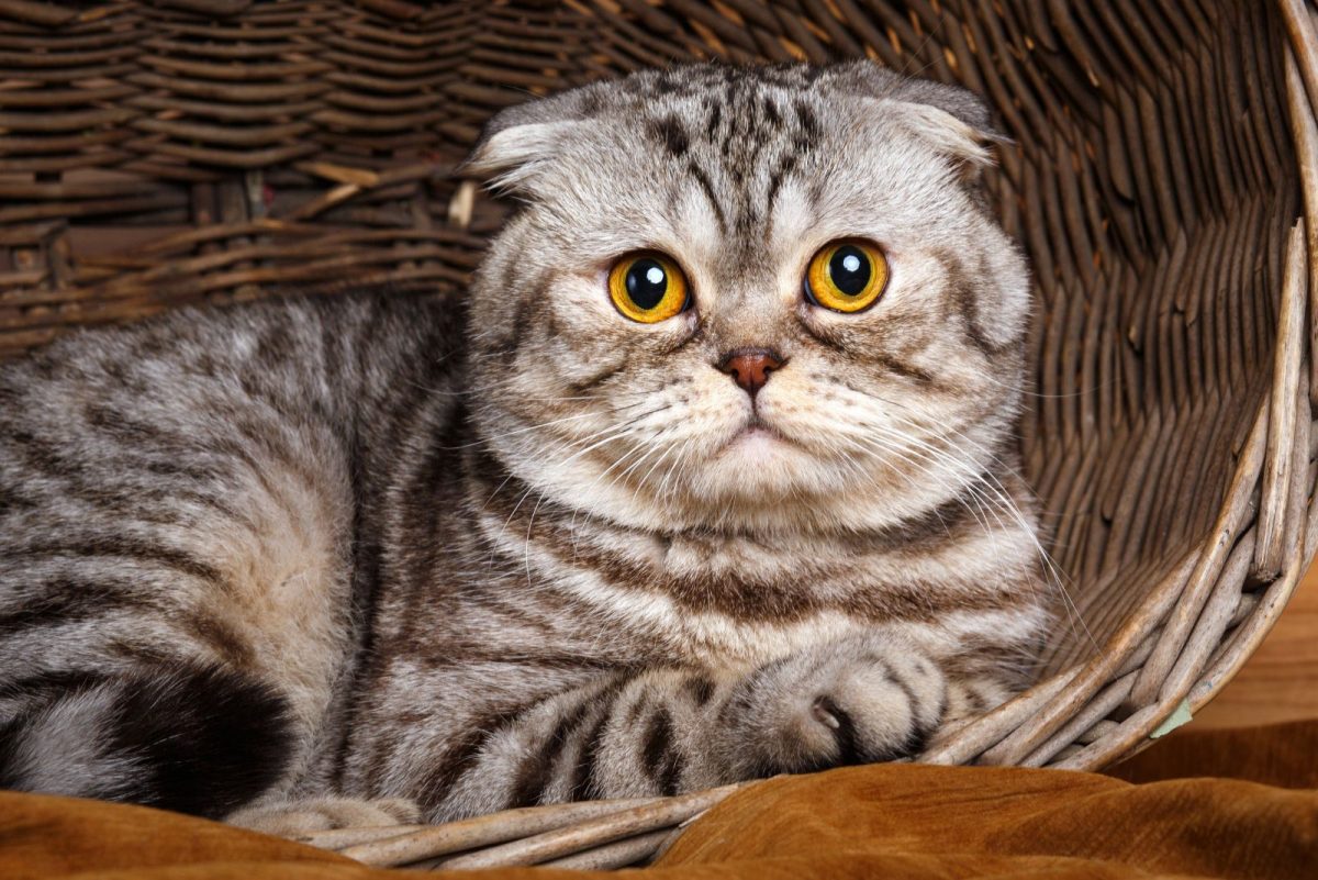8 Scottish Fold Breeders - Choosing A Good Breeder