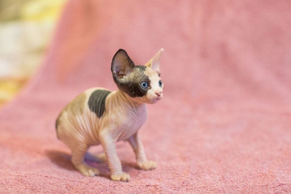 13 Sphynx Cat Breeders - The Best Of The Best