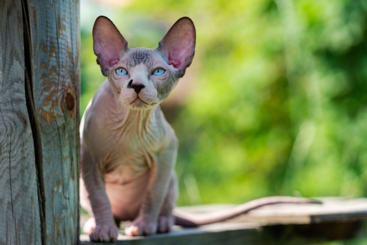 13 Sphynx Cat Breeders - The Best Of The Best
