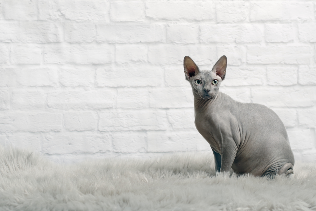 13 Sphynx Cat Breeders - The Best Of The Best
