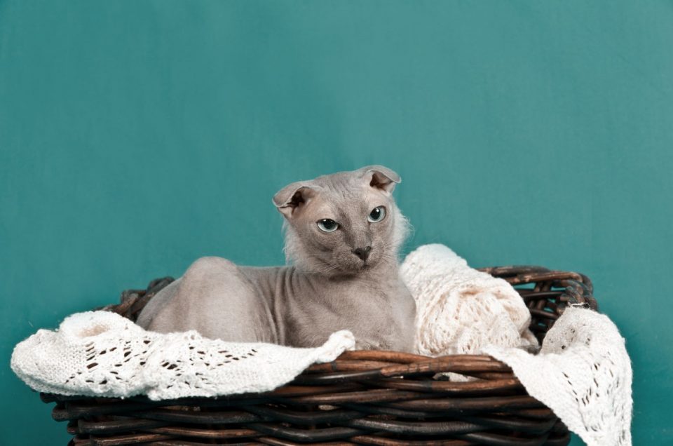 11 Hairless Cat Breeds - Meet Extraordinary Kitties
