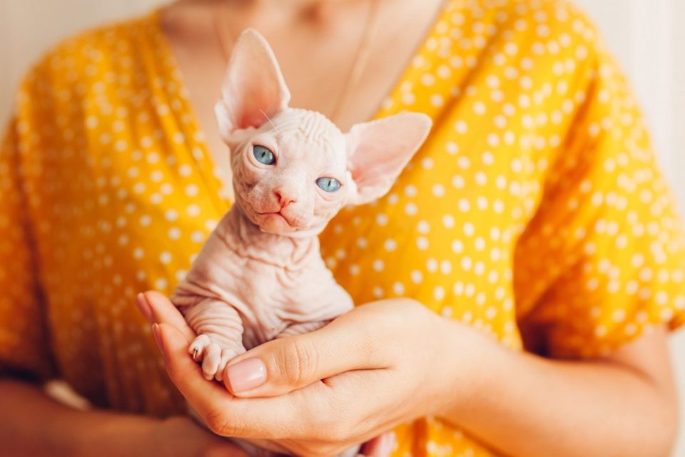 13 Sphynx Cat Breeders - The Best Of The Best