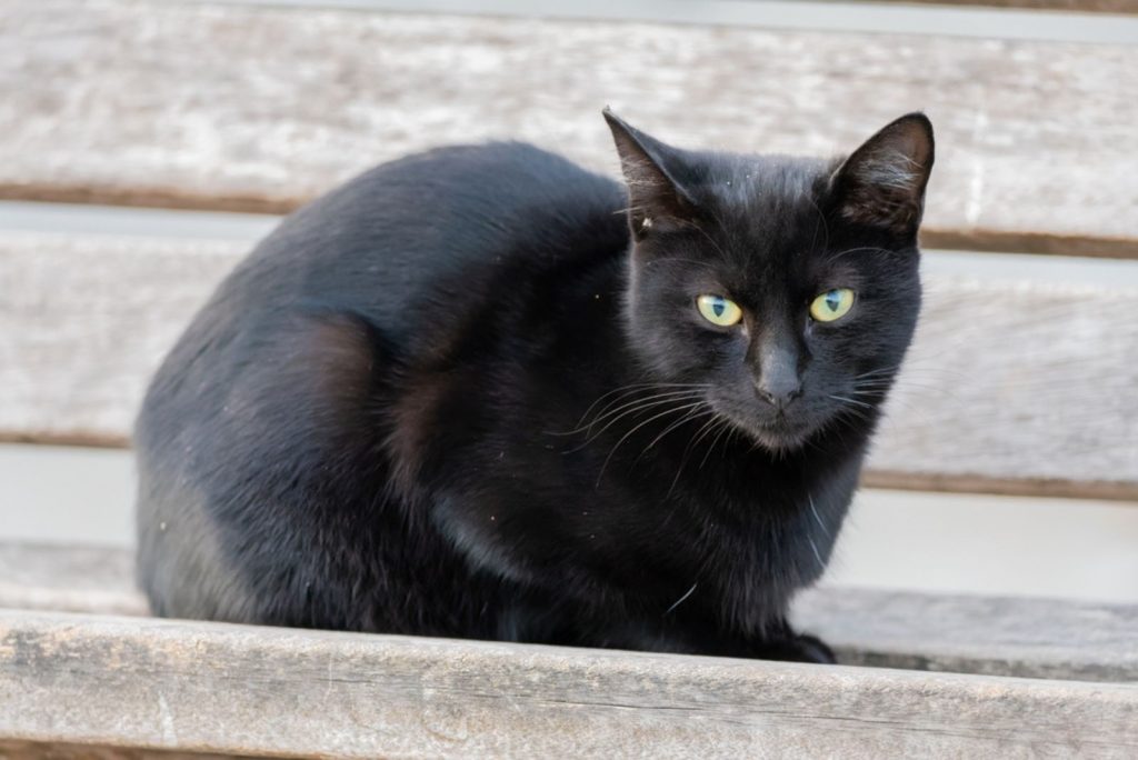 Top 7 Bombay Cat Breeders
