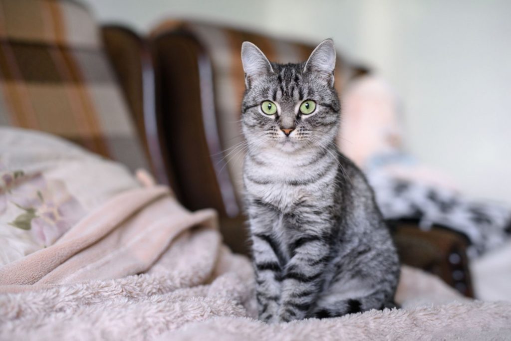 17 Cheapest Cat Breeds: Meet Affordable Cuties