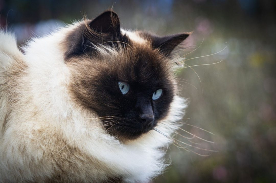 Top 12 Himalayan Cat Breeders: What To Look For