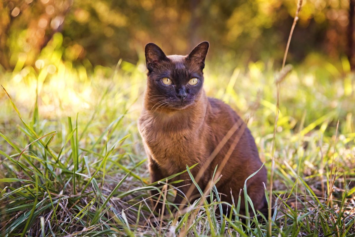 17 Cheapest Cat Breeds: Meet Affordable Cuties