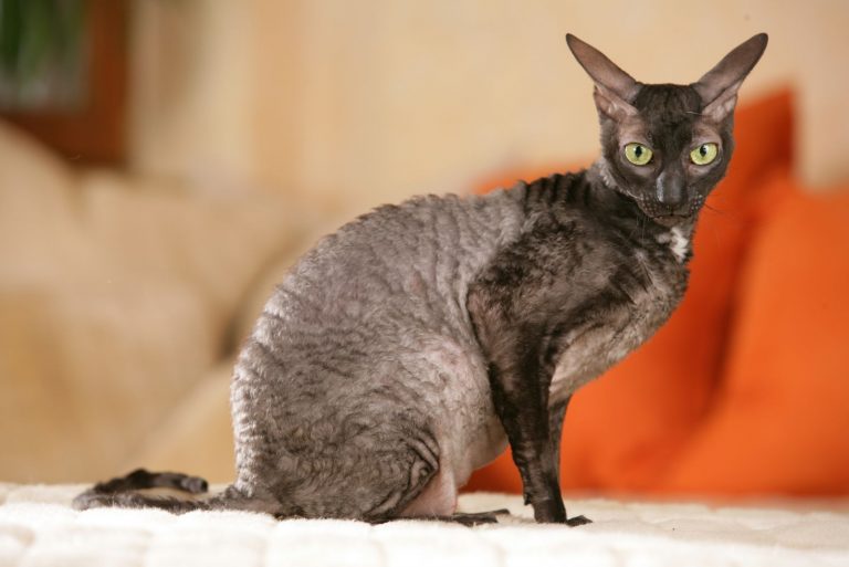 17 Cheapest Cat Breeds: Meet Affordable Cuties