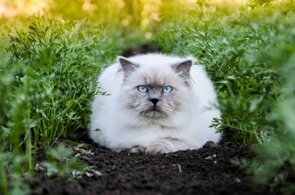 Top 12 Himalayan Cat Breeders: What To Look For