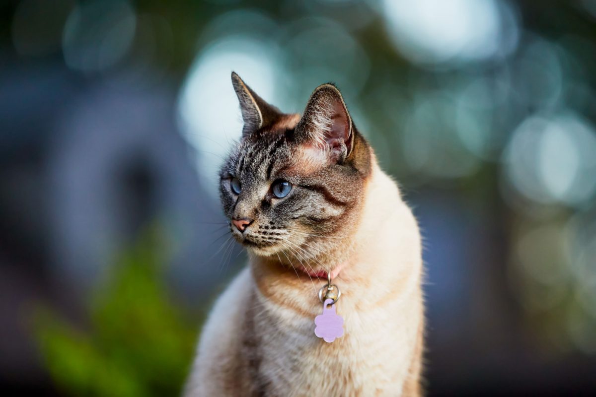 7 Ways How To Tell A Cat’s Gender By Face