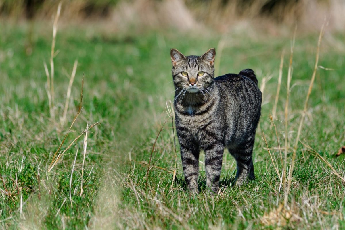 17 Cheapest Cat Breeds: Meet Affordable Cuties
