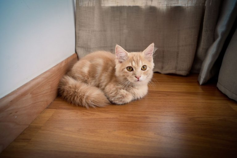 17 Cheapest Cat Breeds: Meet Affordable Cuties