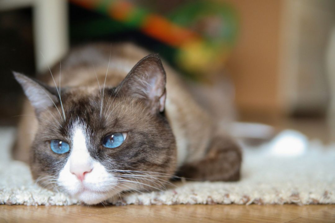 17 Cheapest Cat Breeds: Meet Affordable Cuties