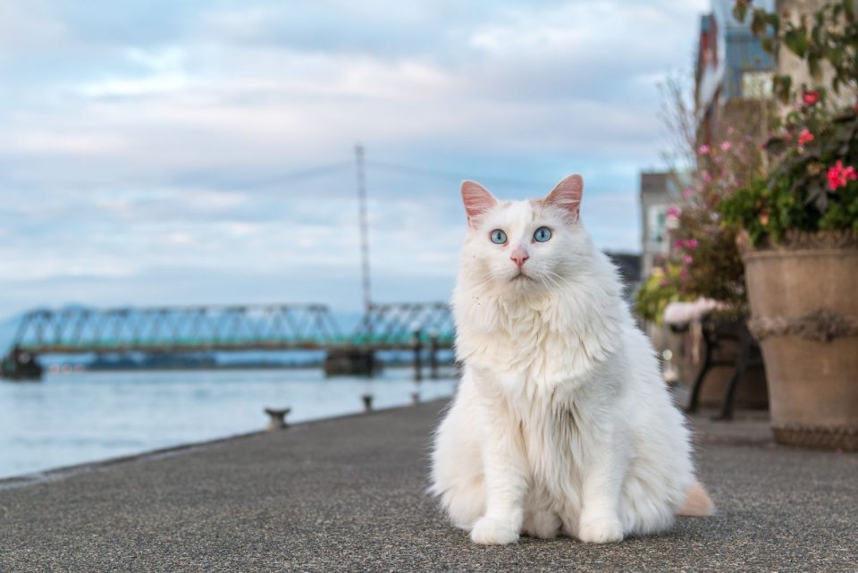 17 Cheapest Cat Breeds: Meet Affordable Cuties