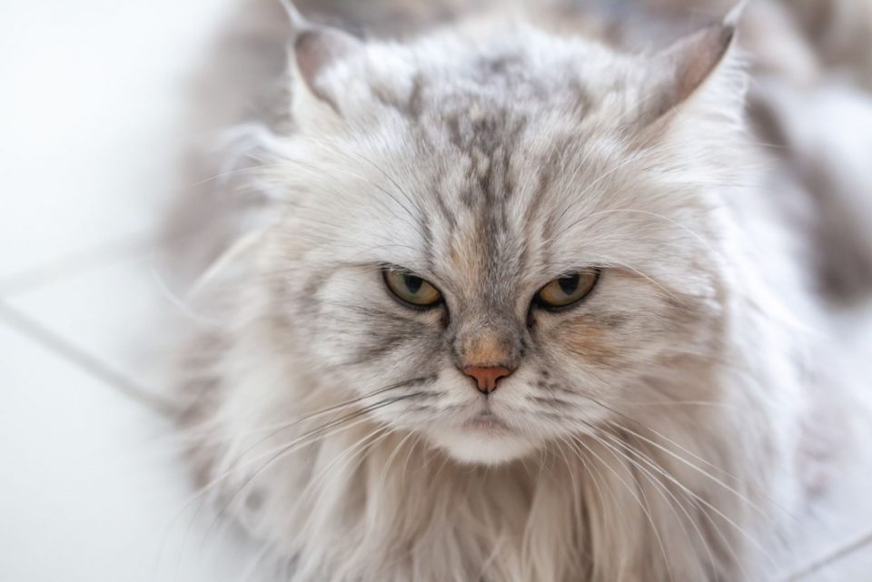 Top 12 Himalayan Cat Breeders: What To Look For