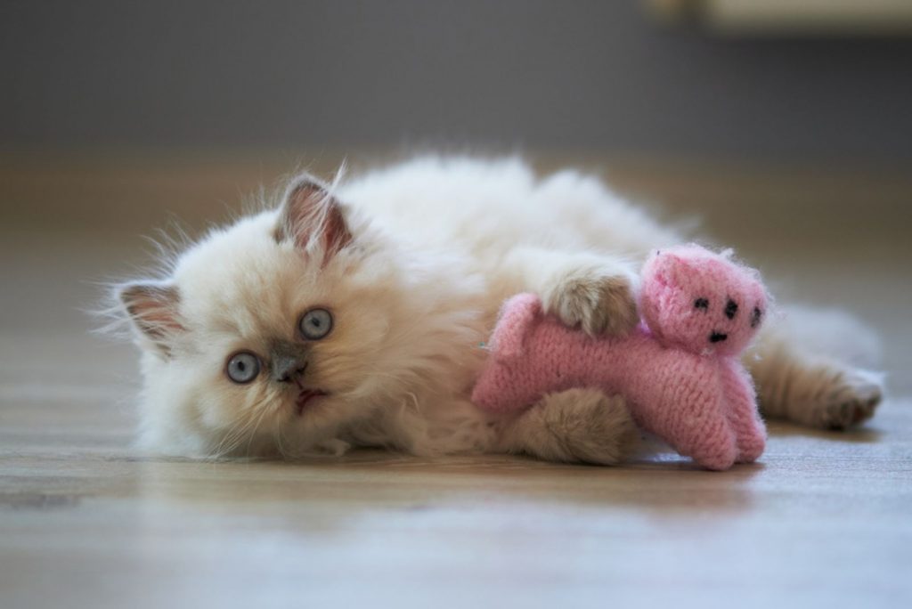 Top 12 Himalayan Cat Breeders: What To Look For