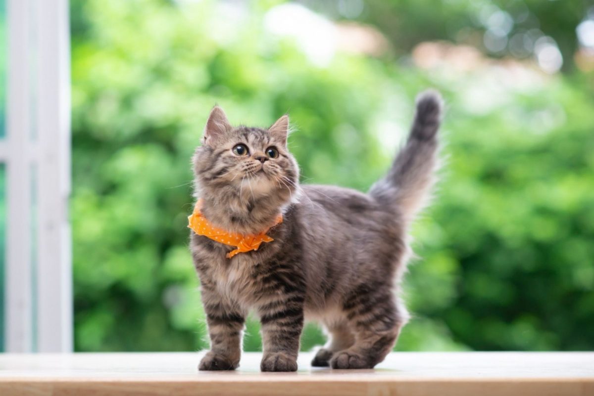 16 Persian Cat Breeders: Where To Find Persian Kittens For Sale