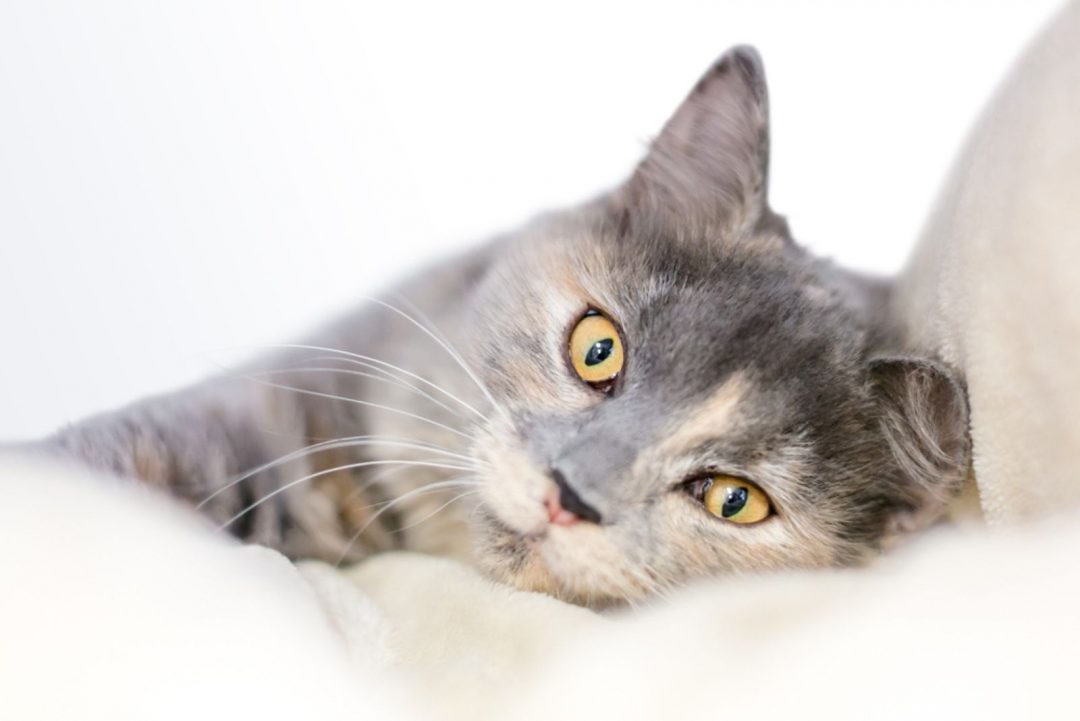 Dilute Tortoiseshell Cat - The Beauty Of Torties