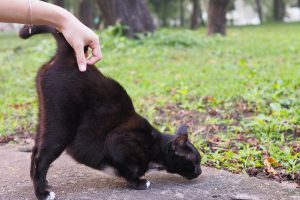 Cat Petting Chart - Learn How To Pet Your Pet