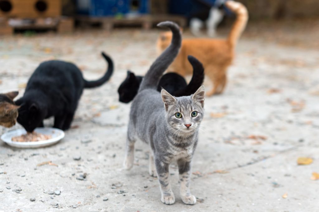 What To Feed Stray Cats - What To Feed And What Not To Feed
