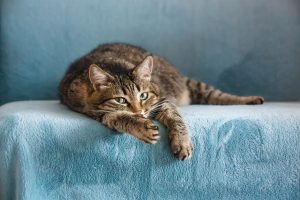 Tabby Cat Growth Chart - What To Expect?