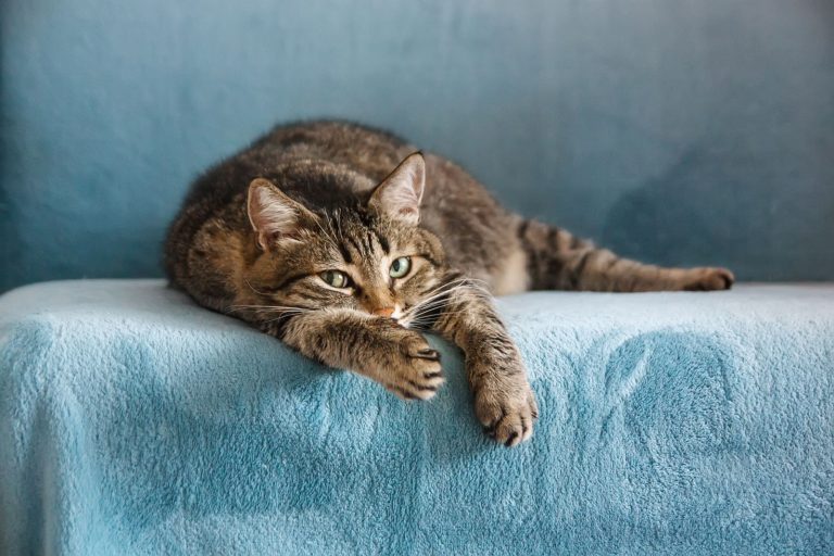 Tabby Cat Growth Chart - What To Expect?