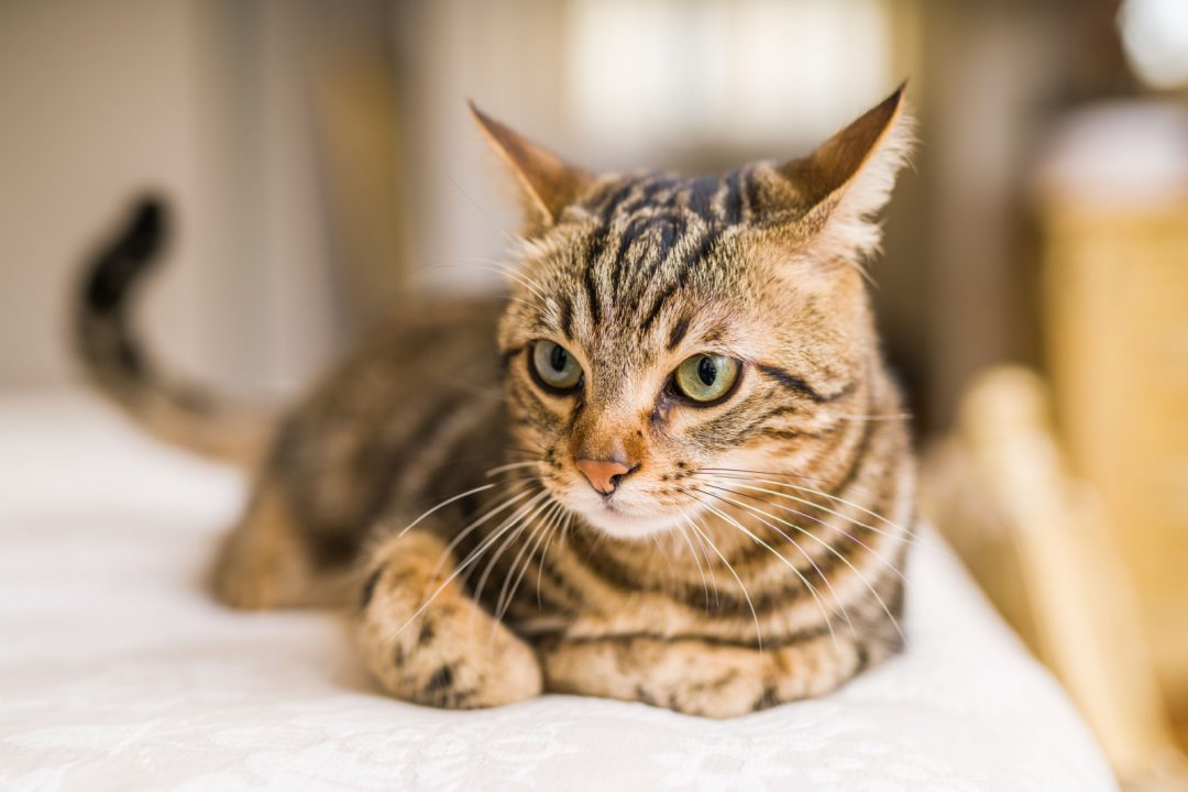 Tabby Cat Growth Chart - What To Expect?