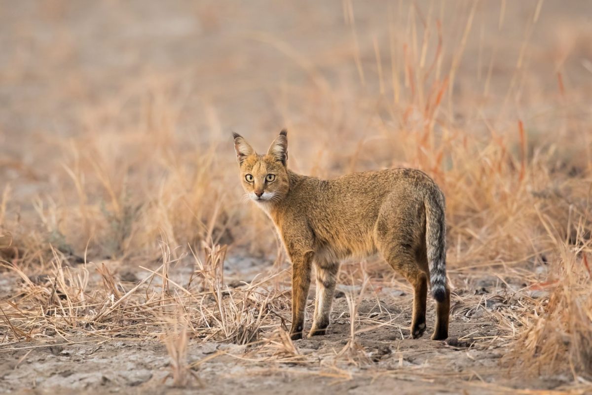 40 Wild Cat Breeds - Let’s Get Deep Into The Cat Wildlife