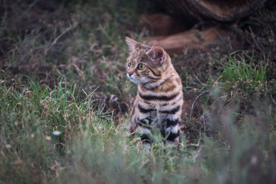 40 Wild Cat Breeds - Let’s Get Deep Into The Cat Wildlife