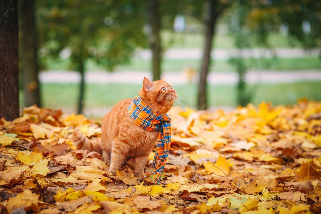 Orange Cat Breeds - Let’s Meet 18 Marmalade Cuties