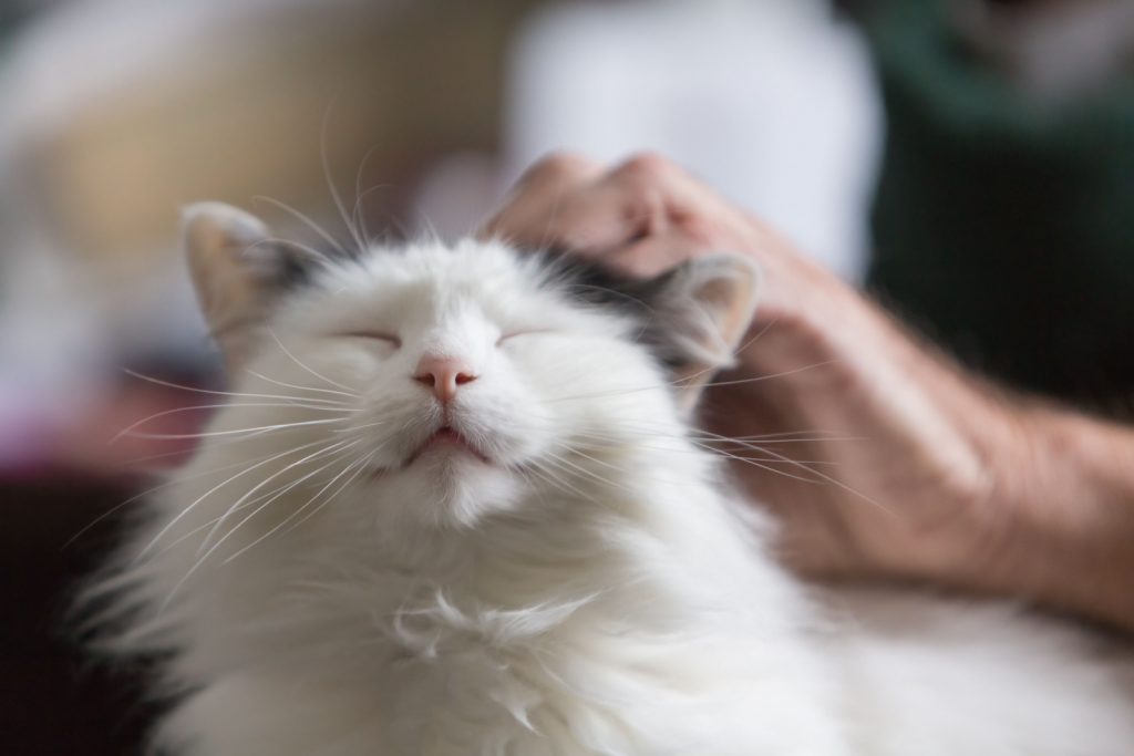 Cat Petting Chart - Learn How To Pet Your Pet