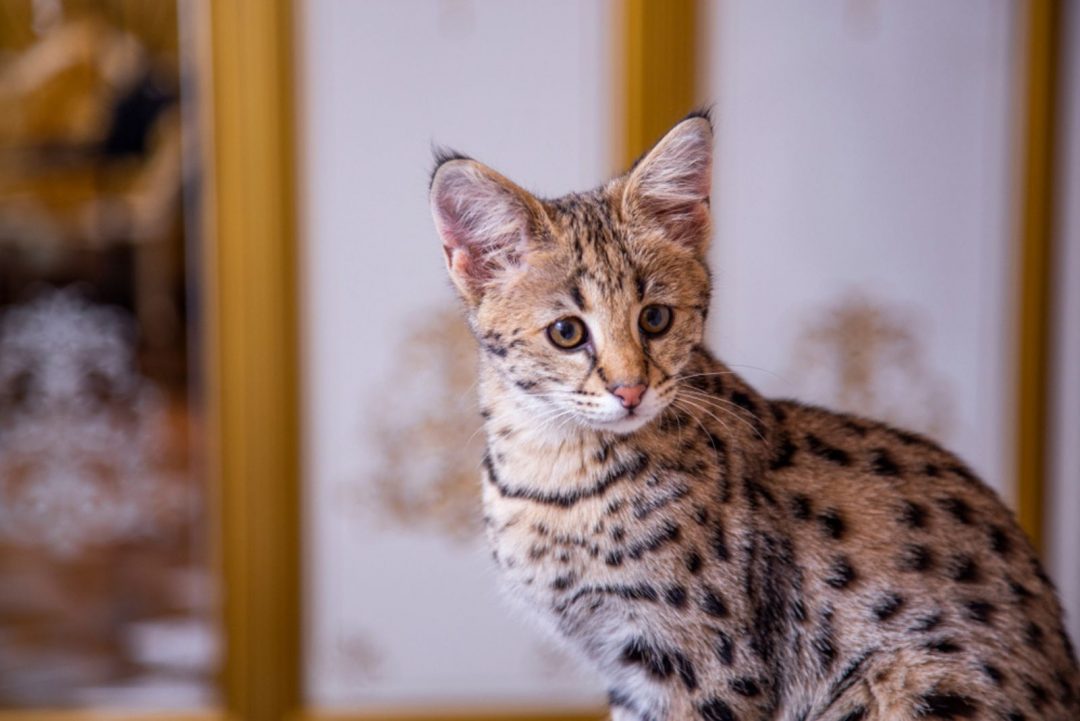 Savannah Cat Growth Chart - What Is The Size They Set On?