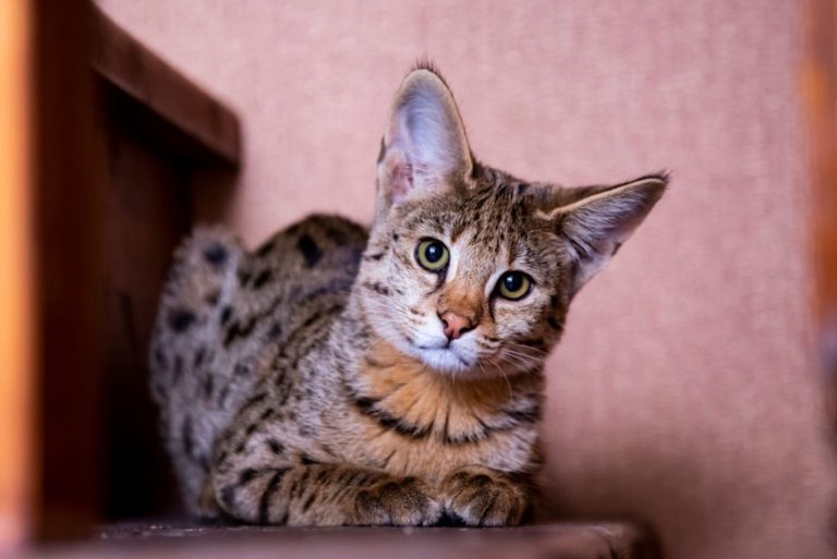 Savannah Cat Growth Chart - What Is The Size They Set On?