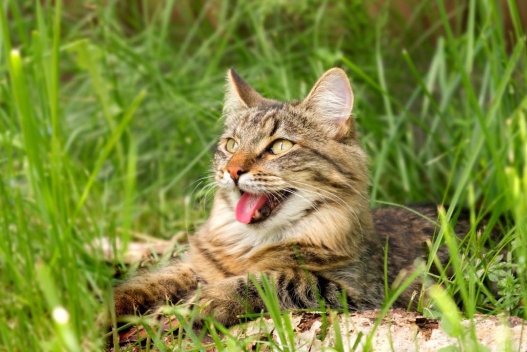 Cat Breathing Heavily While Resting - 9 Causes For It