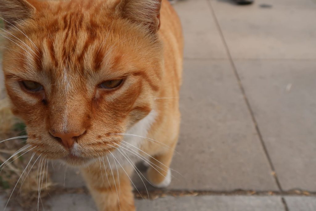 Orange Cat Breeds - Let’s Meet 18 Marmalade Cuties