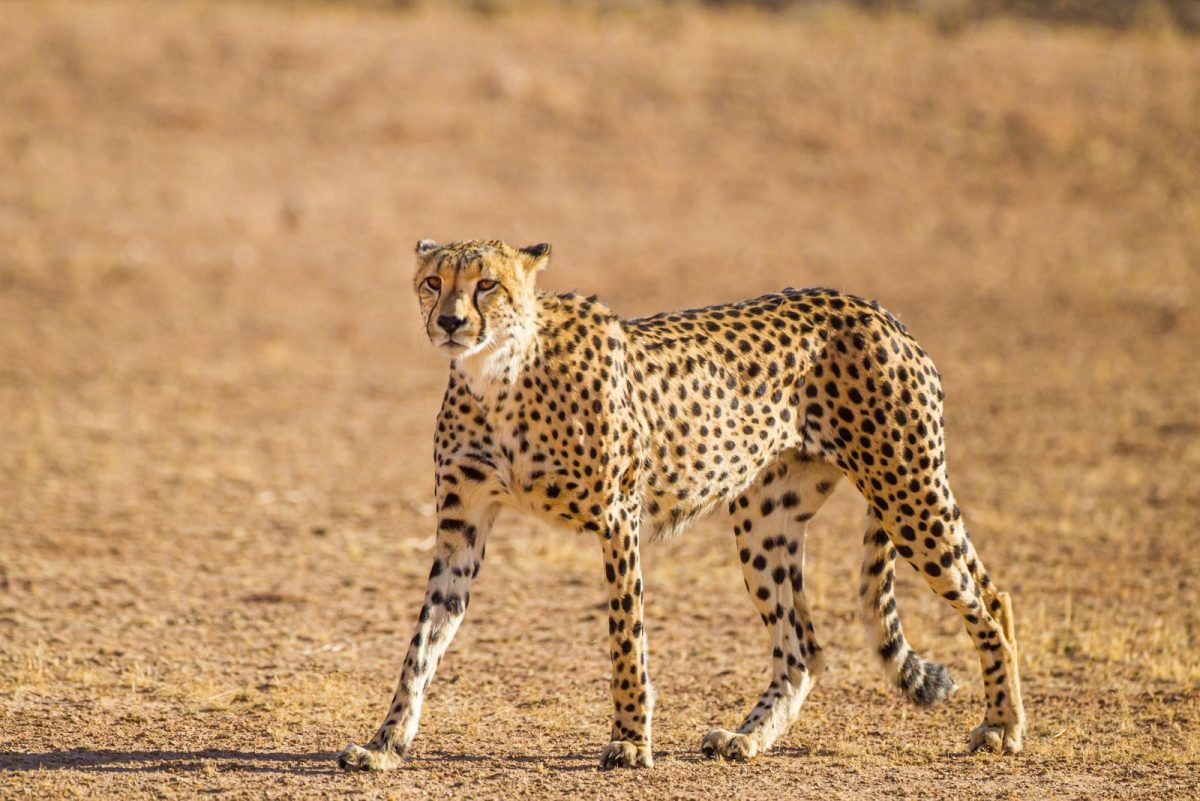 40 Wild Cat Breeds - Let’s Get Deep Into The Cat Wildlife