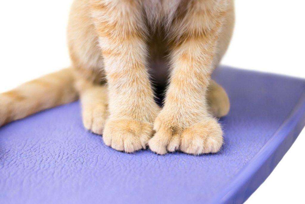 How Many Toes Does A Cat Have - Unravel The Mystery