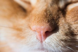 Why Are Cats Noses Wet - 5 Possible Reasons