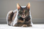 Dilute Tortoiseshell Cat - The Beauty Of Torties